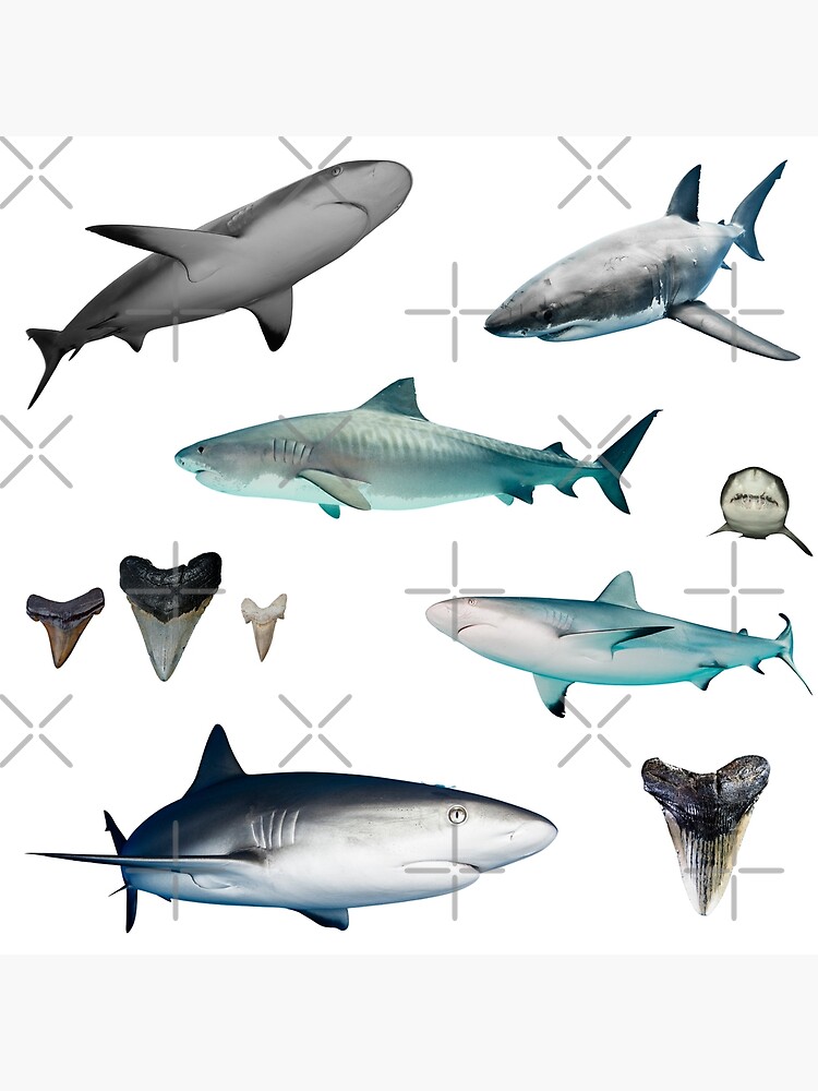 "Shark Great White Sticker Pack Shark Tooth Teeth Ocean Underwater ...