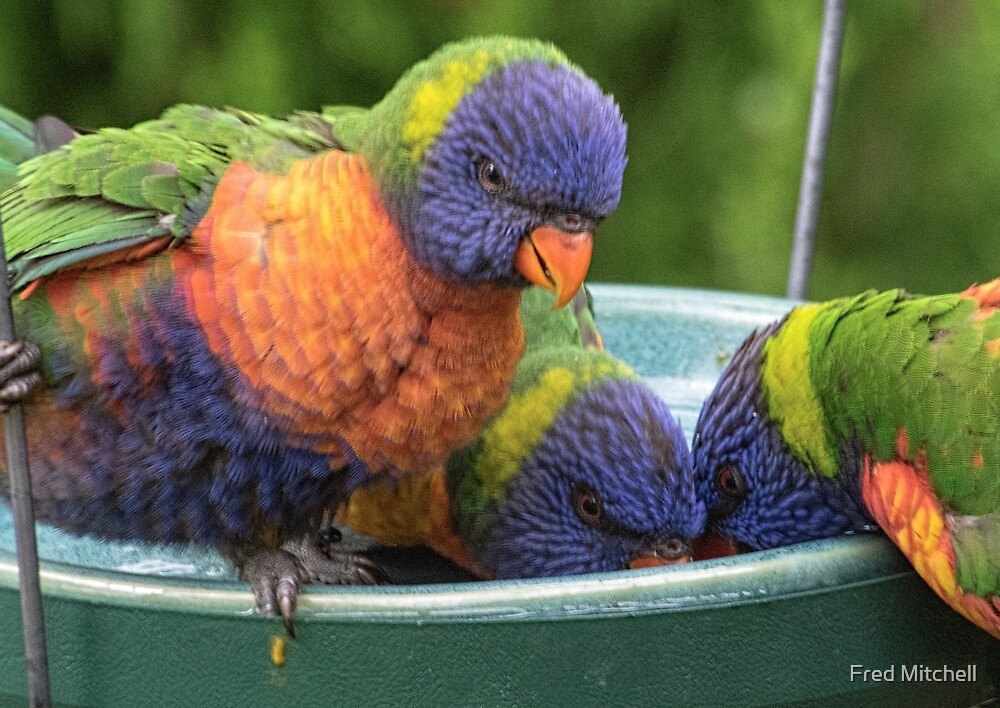 "Parrots, Leith Park Victoria 20160228 6666 " by Fred Mitchell | Redbubble