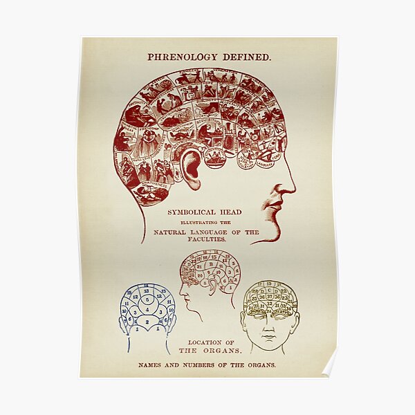 "Phrenology Arts, brain anatomy, old symbolical interpretation of the ...