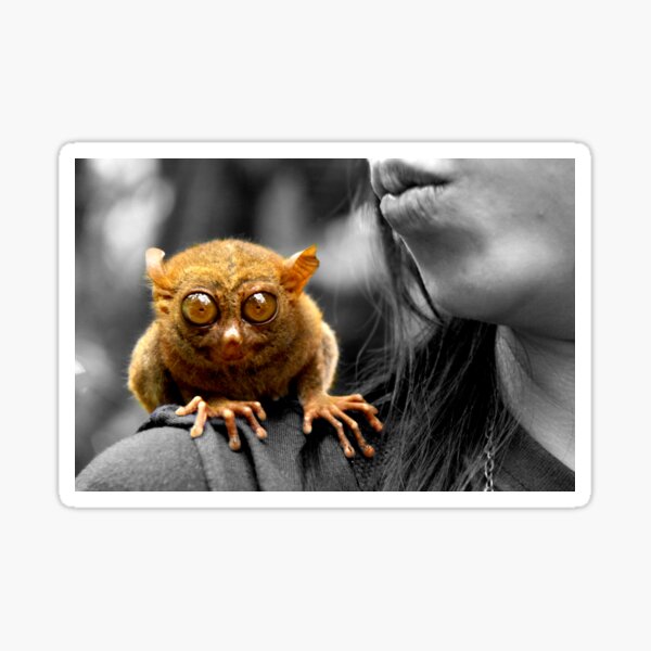"tarsier, selected" Sticker for Sale by lensbaby | Redbubble