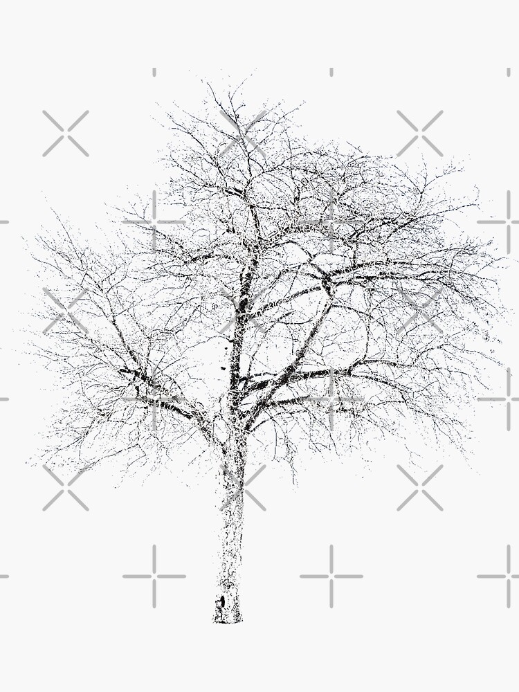 "winter tree drawing" Sticker for Sale by naturely-plants | Redbubble