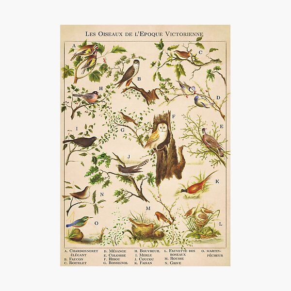 "Victorian Birds Fauna Chart" Photographic Print for Sale by ...