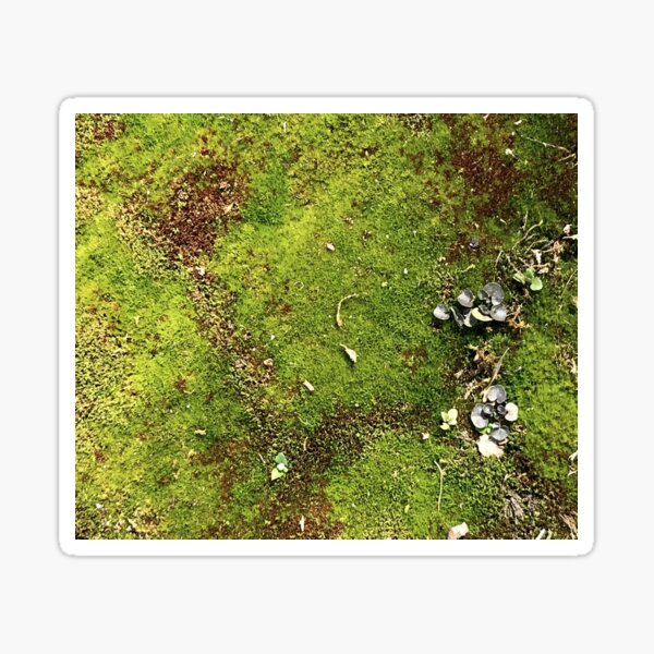 "World of Moss" Sticker by BJEdesign | Redbubble