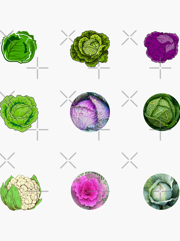 "Green, Purple, Pink Cabbage Garden Collage" Sticker by silviaol ...