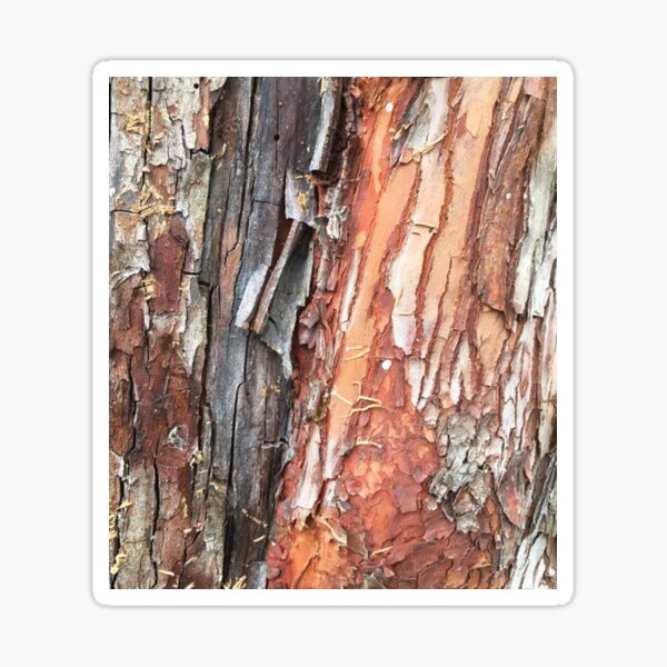 "Coastal Cedar Bark" Sticker for Sale by SparrowHawkSky | Redbubble