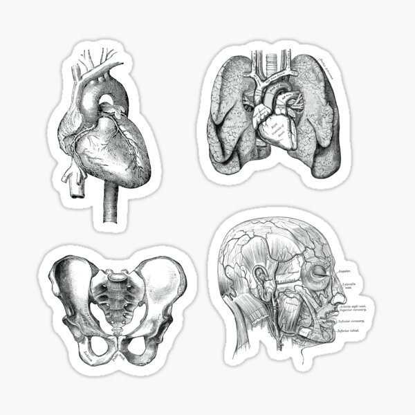 "Vintage Anatomy Sticker Pack 03" Sticker for Sale by sunprintdesign ...
