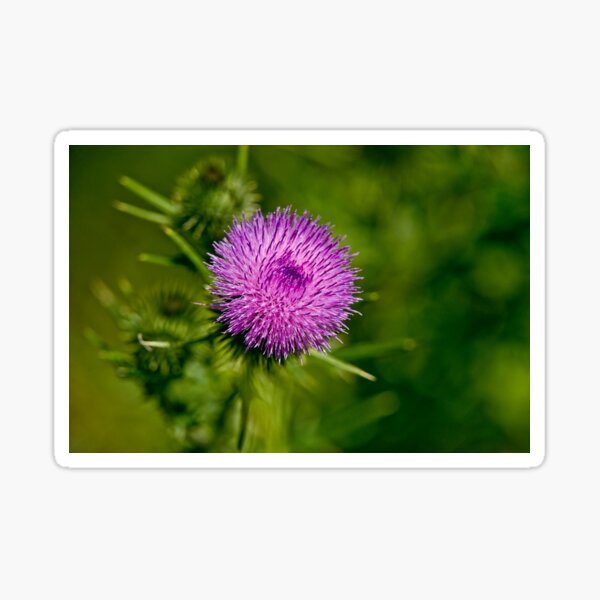 "Bull Thistle" Sticker for Sale by jaydee1400 | Redbubble