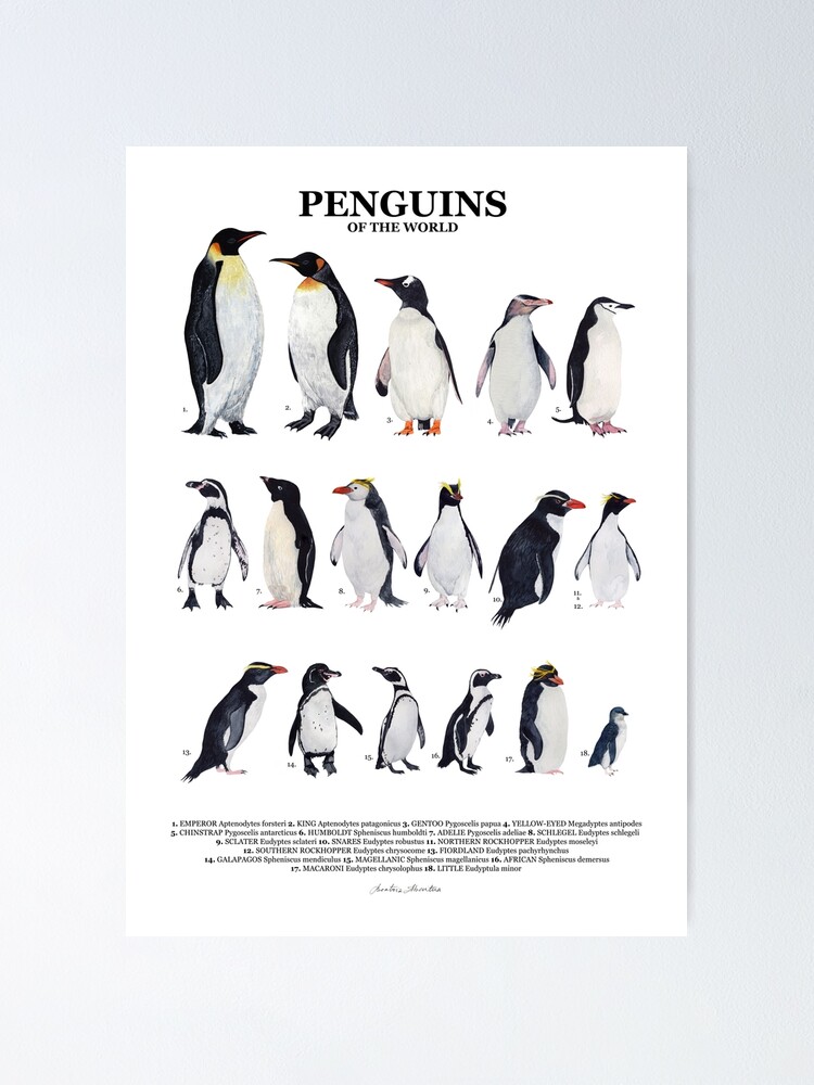 "PENGUINS of the world- poster heights" Poster for Sale by ...