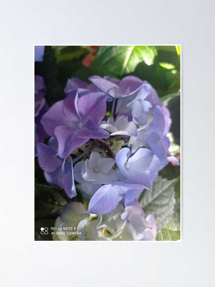 "Hydrangea" Poster by Bzalomir | Redbubble