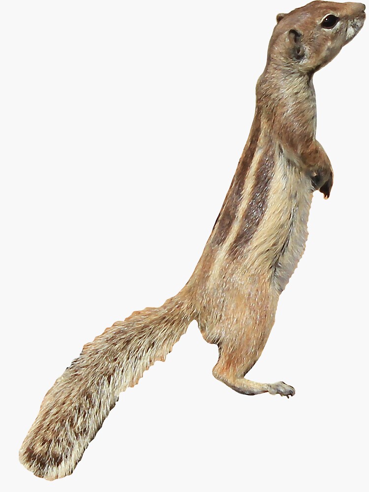 "Standing atlas squirrel" Sticker by CreaVisArt | Redbubble