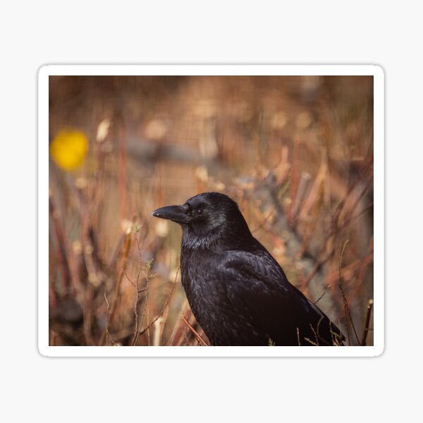 "Carrion crow portrait" Sticker for Sale by Wild-Wight | Redbubble
