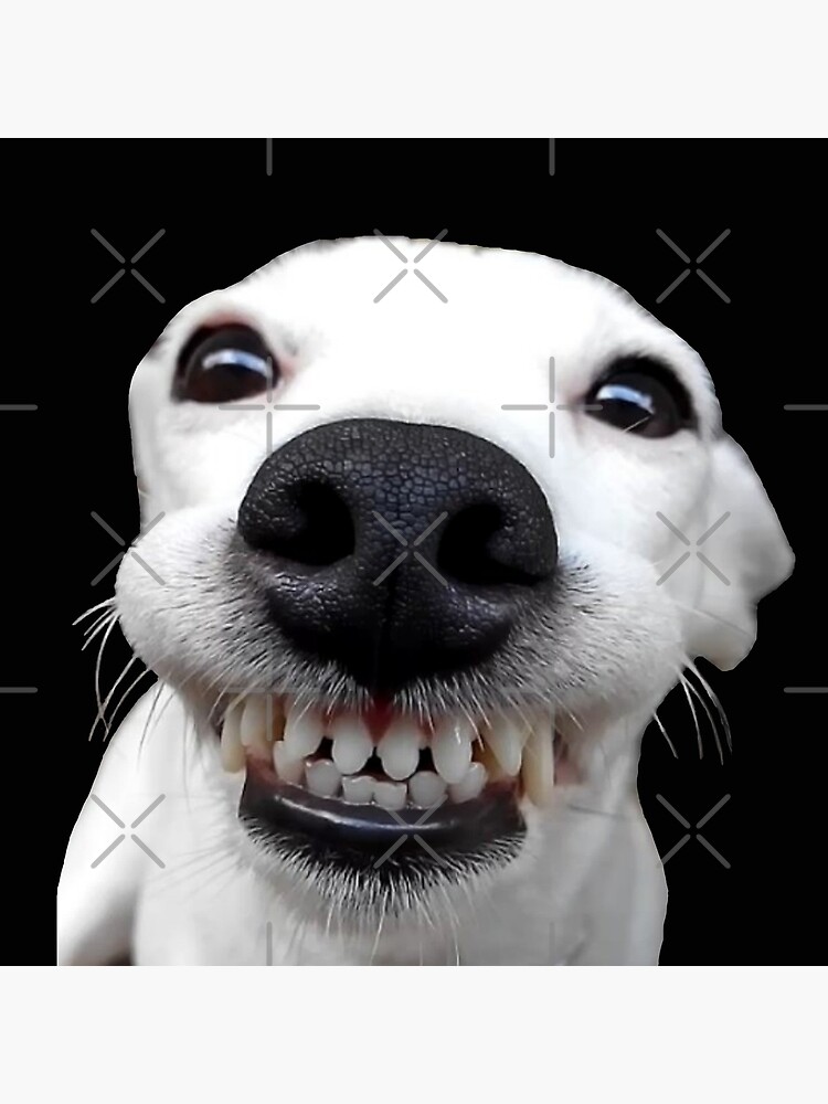 Creepy Smiling Dog Meme