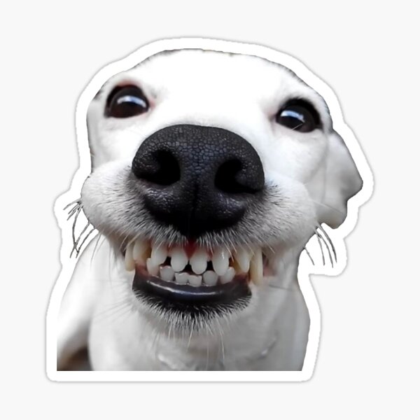 Pegatina «Pegatinas para perros: Perrito sonriéndote» de Memiefy | Redbubble