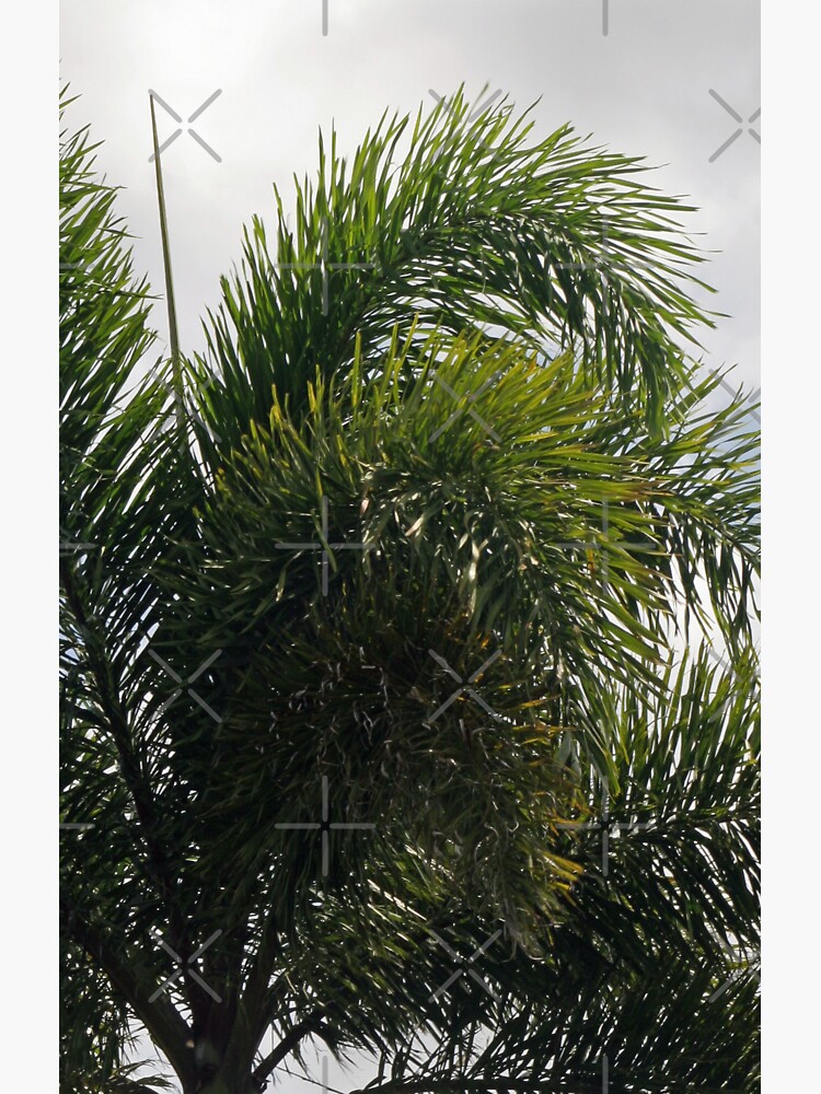 "Foxtail Palm" Sticker by STHogan | Redbubble