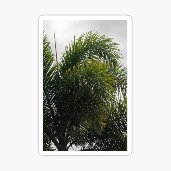 "Foxtail Palm" Sticker by STHogan | Redbubble