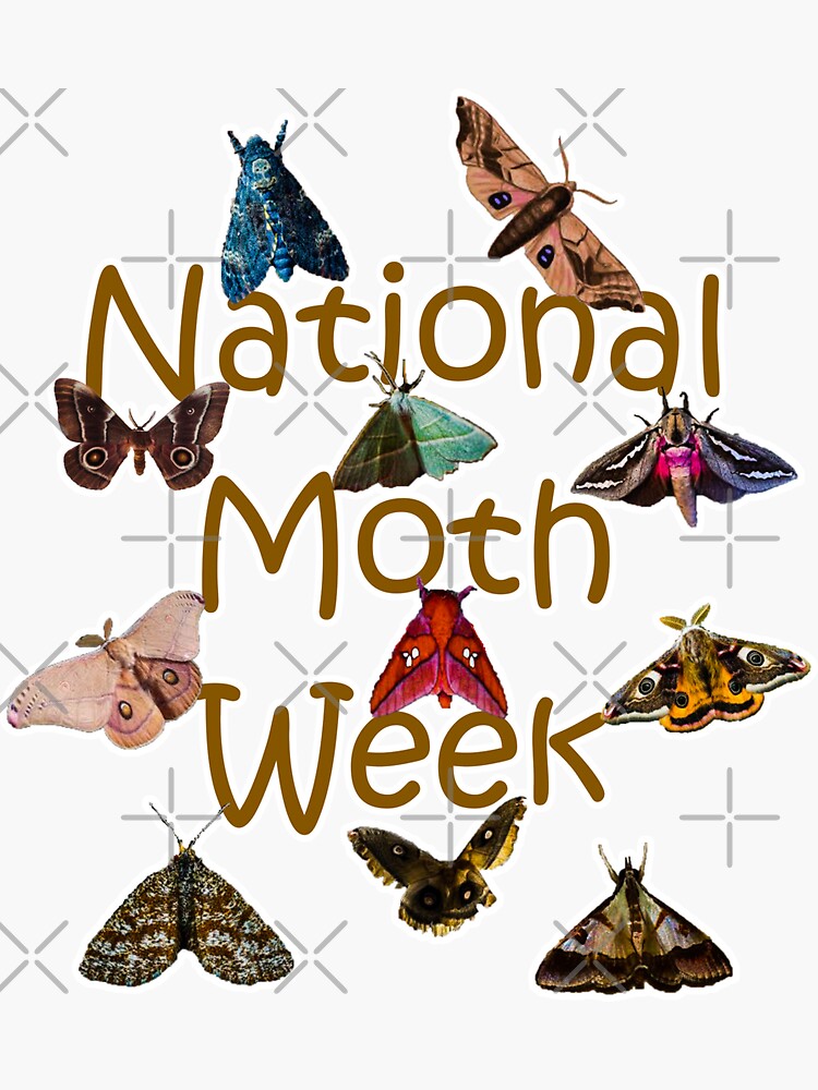 "National Moth Week" Sticker by beaugence | Redbubble
