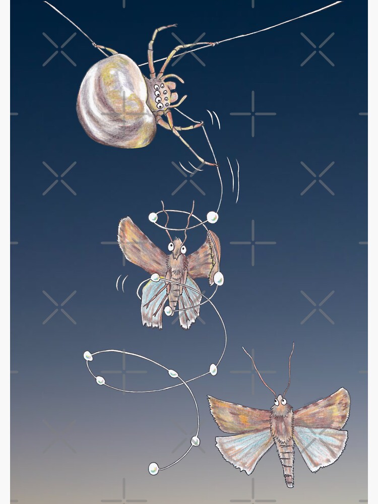 "Bolas spider fishing for moths" Sticker for Sale by hildegunnhodne ...