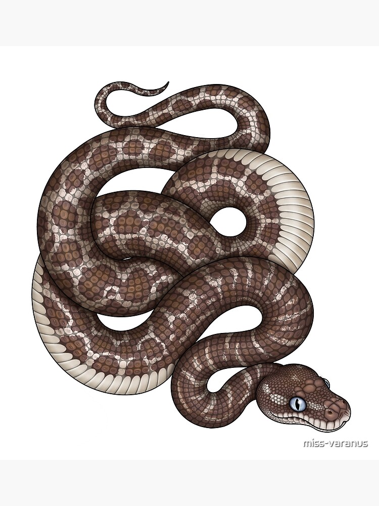 "Rough-scaled Python " Poster for Sale by miss-varanus | Redbubble