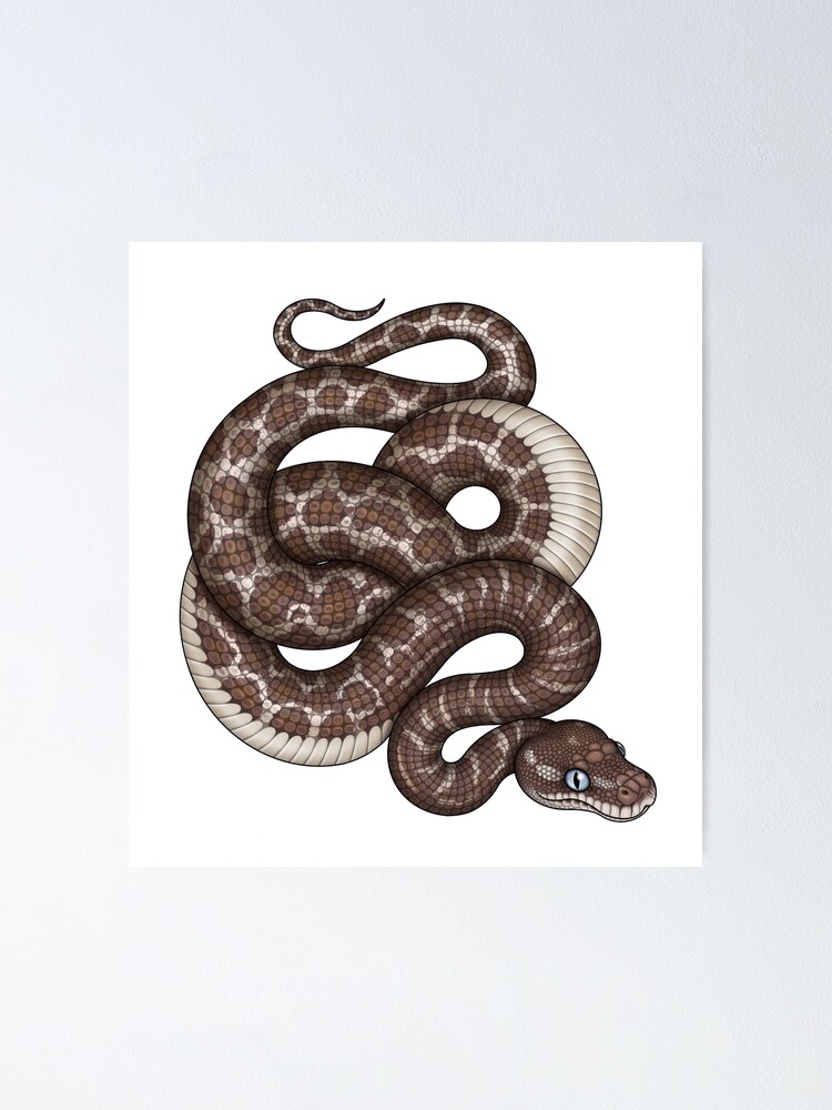 "Rough-scaled Python " Poster for Sale by miss-varanus | Redbubble