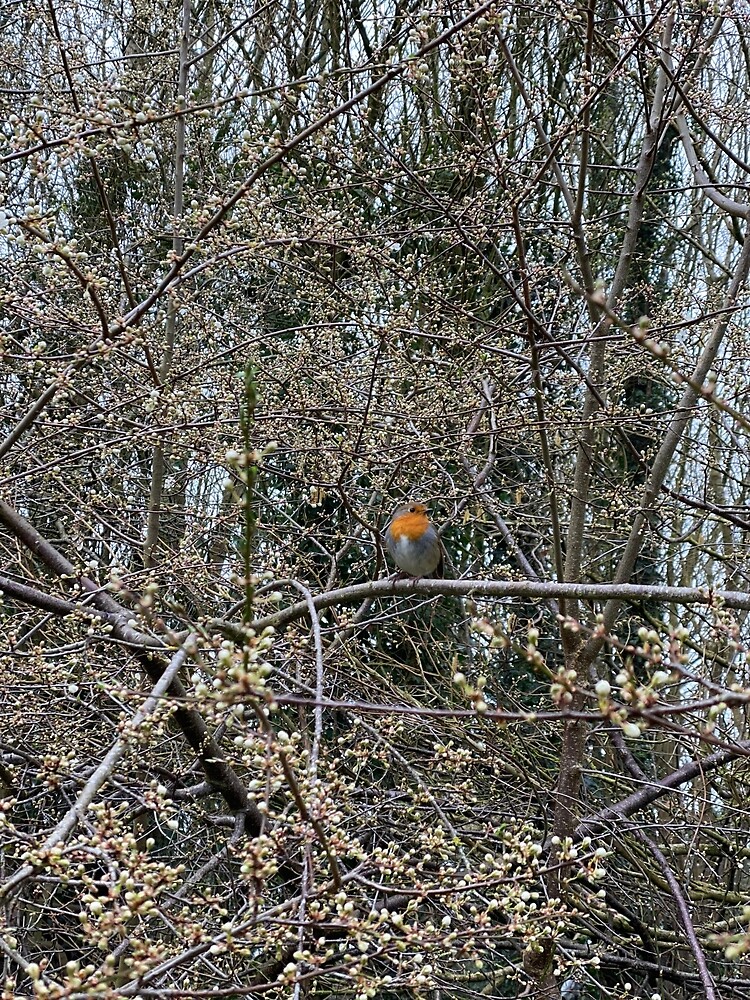 "Mr Robin" Poster by KMPhotography95 | Redbubble