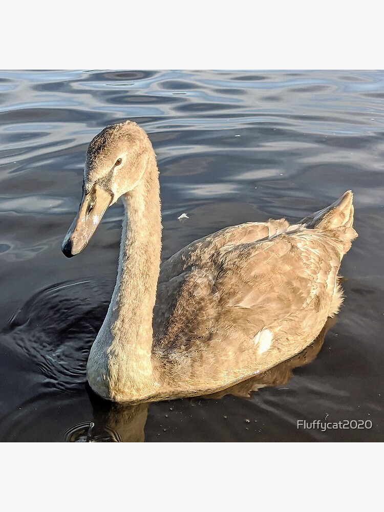 "The ugly duckling (cygnet)" Poster by Fluffycat2020 | Redbubble