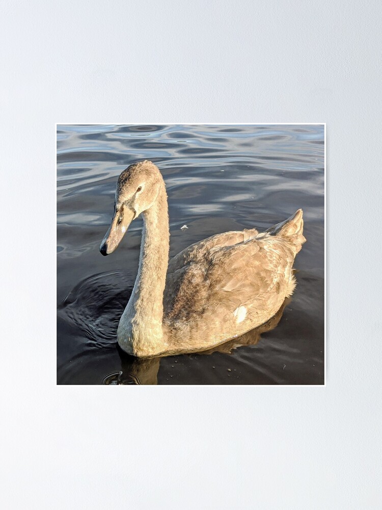 "The ugly duckling (cygnet)" Poster by Fluffycat2020 | Redbubble