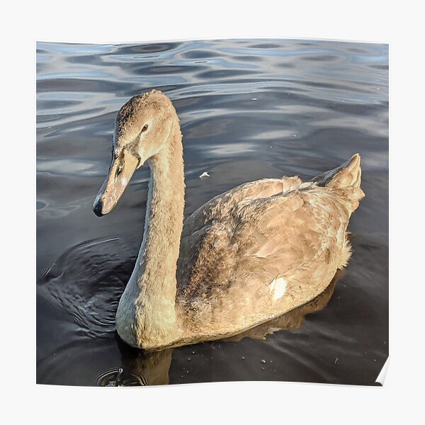 "The ugly duckling (cygnet)" Poster by Fluffycat2020 | Redbubble