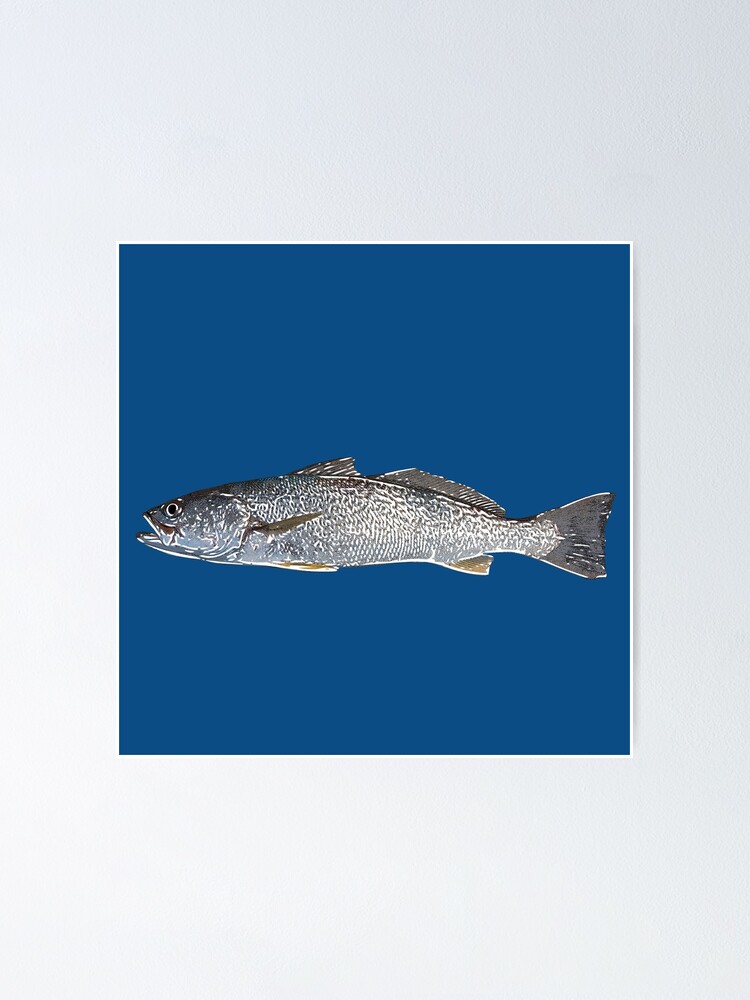 " Weakfish White Alternate Design" Poster by designsasstultd | Redbubble