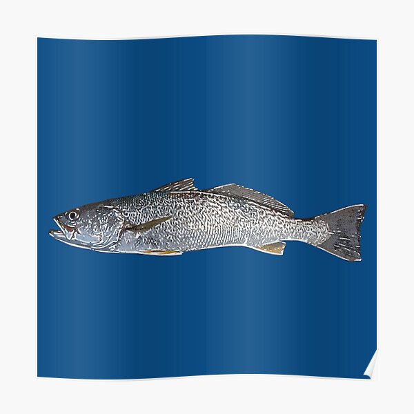 " Weakfish White Alternate Design" Poster by designsasstultd | Redbubble