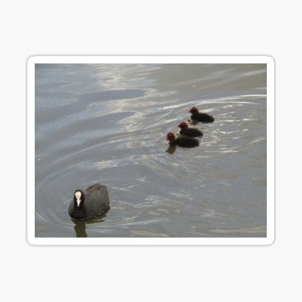 "Coot and babies" Sticker for Sale by WildlifeWombles | Redbubble