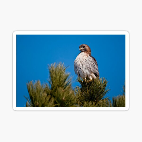 "Red-Tailed Hawk" Sticker for Sale by jaydee1400 | Redbubble