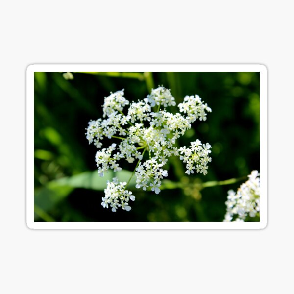 "Cow Parsley" Sticker for Sale by KatiesCorner | Redbubble