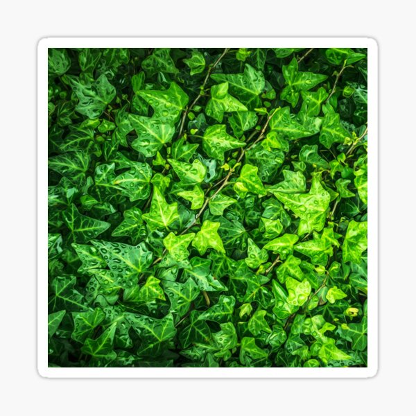 "Ivy | Digital Art" Sticker for Sale by williamcuccio | Redbubble