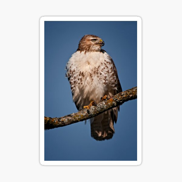 "Red-Tailed Hawk" Sticker for Sale by jaydee1400 | Redbubble