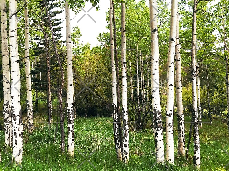 "Birch Trees" by Russ Fagle Magichammer.com | Redbubble