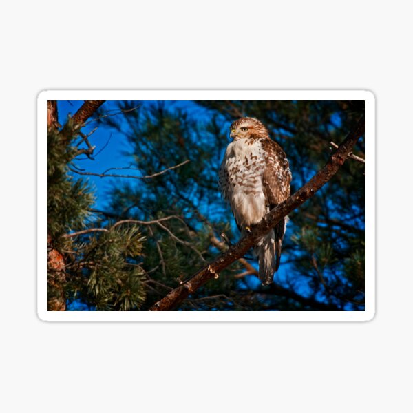 "Red-tailed Hawk" Sticker for Sale by jaydee1400 | Redbubble