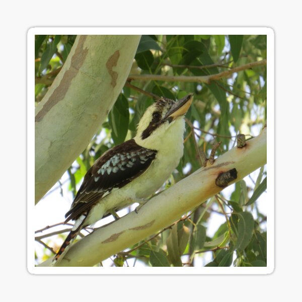 " Beim Aufruf des Aussie Kooka geht es eigentlich darum, andere Vögel ...
