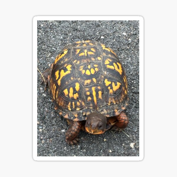 "Eastern Box Turtle " Sticker for Sale by zwrr16 | Redbubble