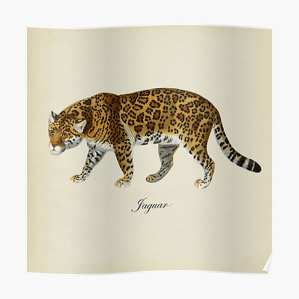 Jaguar Vintage Posters | Redbubble