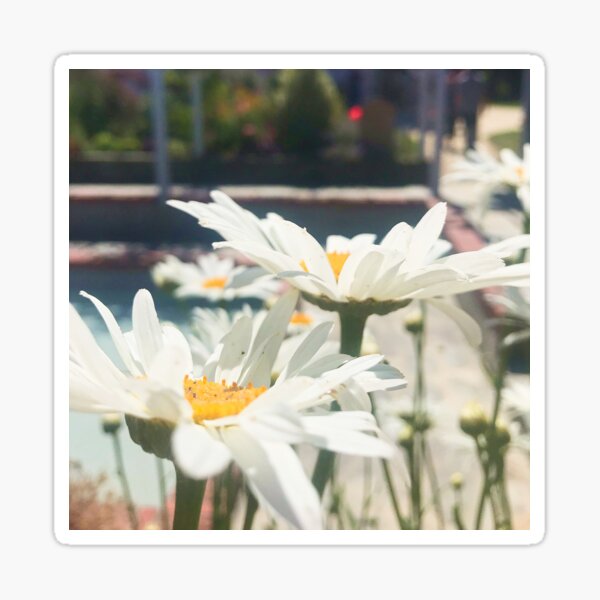 "Very pretty flowers in beautiful garden, oxeye daisy " Sticker by ...