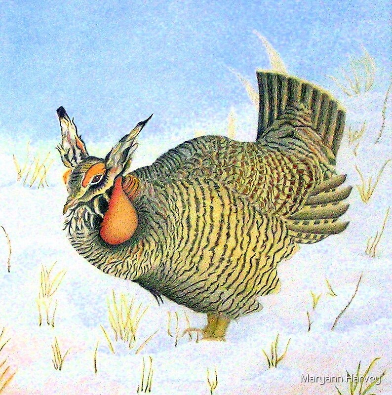 "Greater Prairie Chicken" by Maryann Harvey | Redbubble