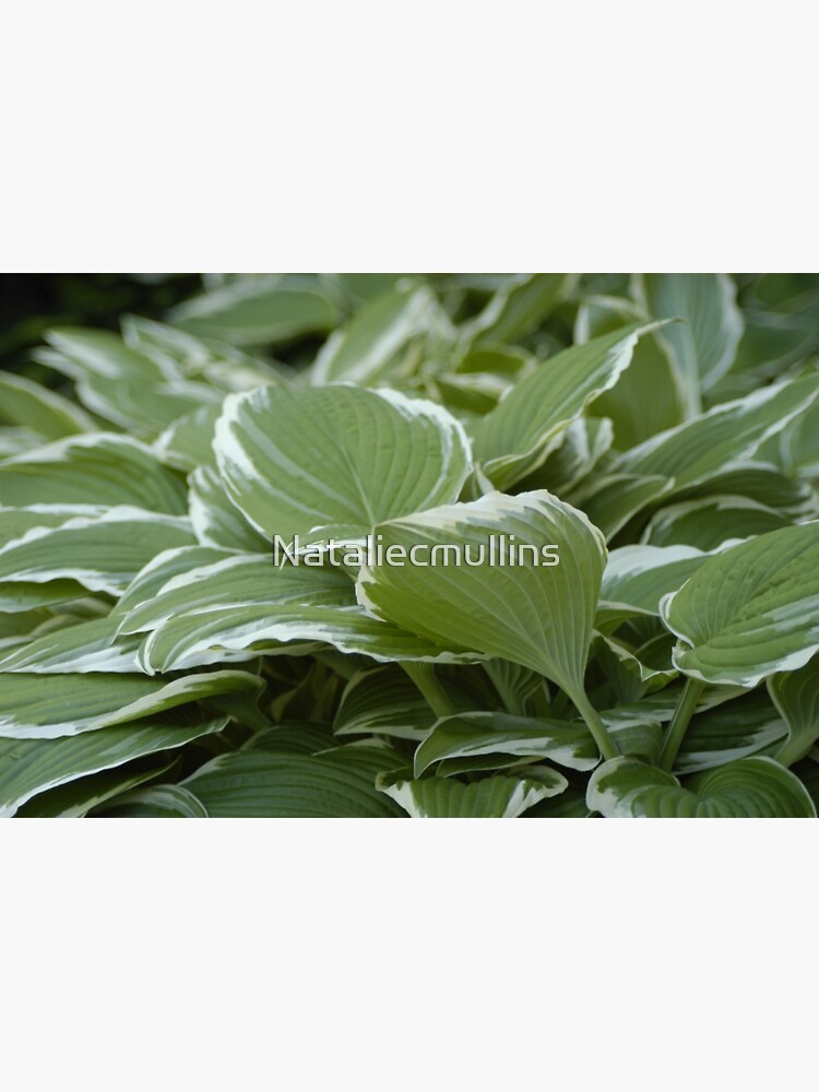 "Hosta leaves " Sticker for Sale by Nataliecmullins | Redbubble