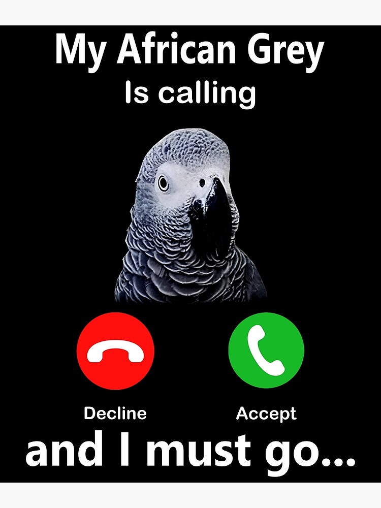 African Grey Meme African Grey Parrots Funny Talking Sayings Parrot