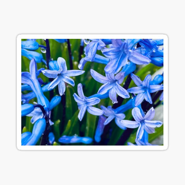 "Pretty blue hyacinth" Sticker for Sale by lightandbright | Redbubble