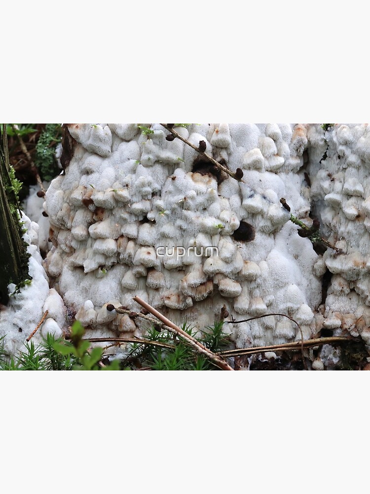 "Frozen Fungus Waterfall" Poster for Sale by cuprum | Redbubble