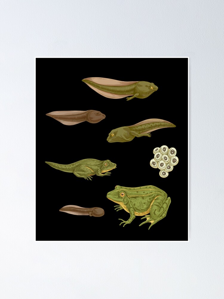 "Frog Animal Leaves Frog Amphibia Quak" Poster by mooon85 | Redbubble