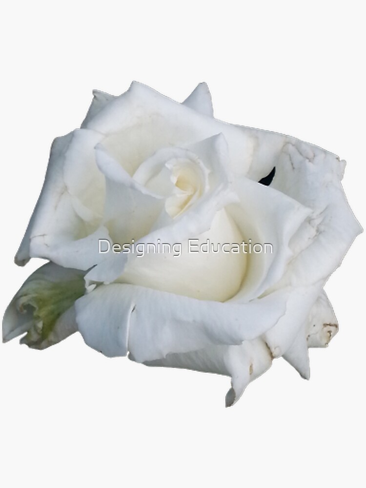 "White Rose" Sticker for Sale by DesigningEdu | Redbubble