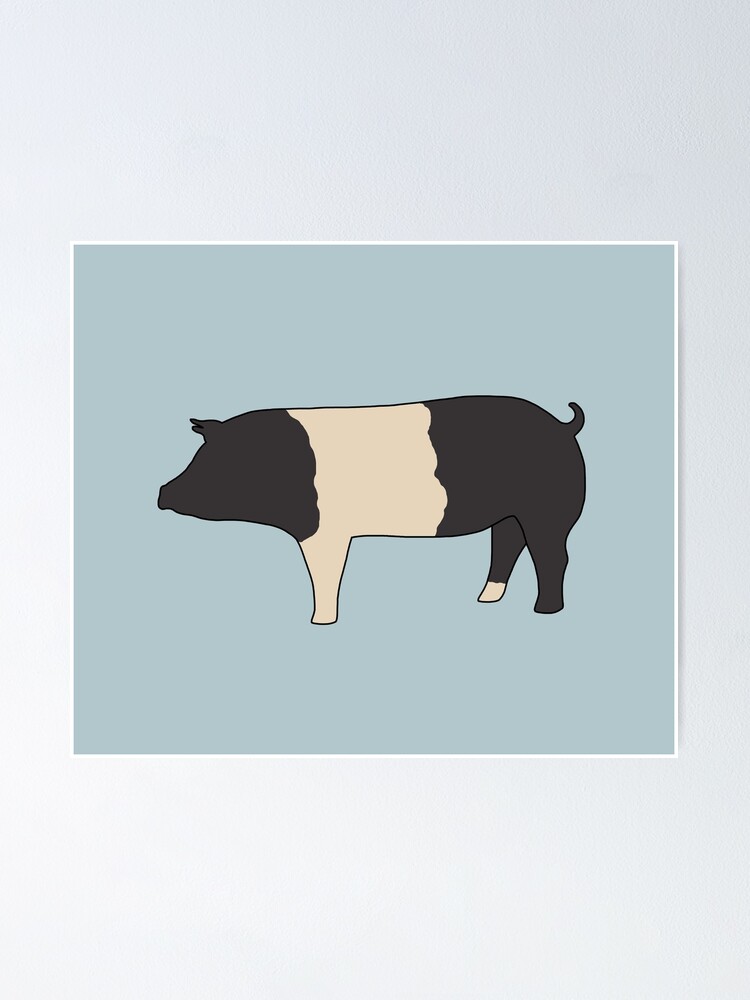 "Hampshire Pig" Poster by taylorrowan | Redbubble
