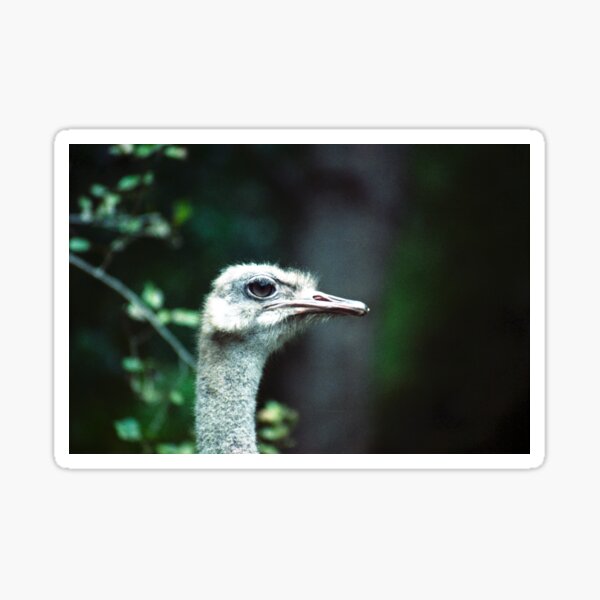 "Angry Emu" Sticker for Sale by blackadder | Redbubble