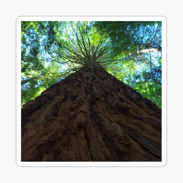"TREE HUGGING - REDWOOD FOREST - ROTORUA - NEW ZEALAND" Sticker for ...